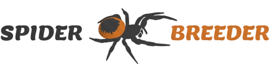 Lasiocyano sazimai samica 3,5dc - SpiderBreeder