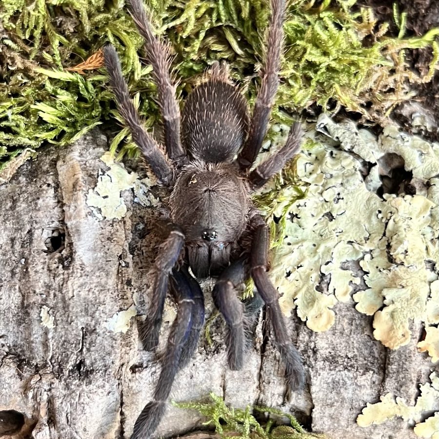 Samice - SpiderBreeder